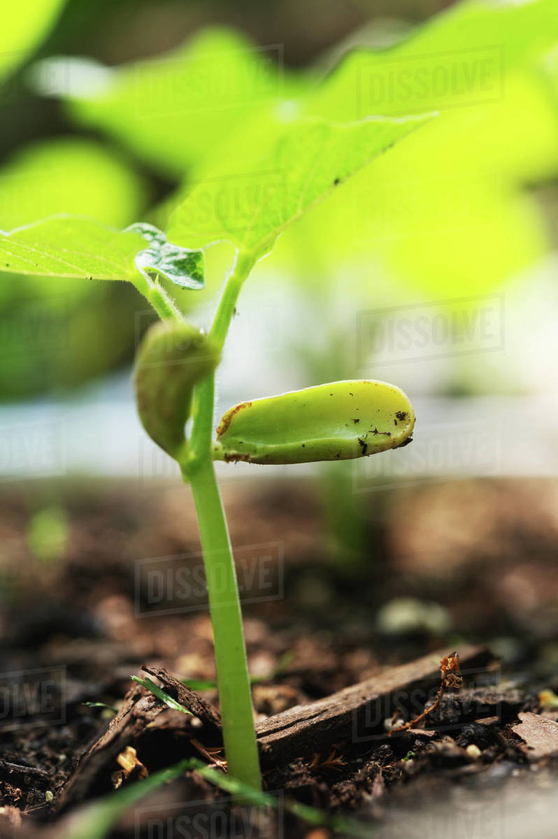 Close-up of bean seedling - Royalty-free Stock Photo | Dissolve