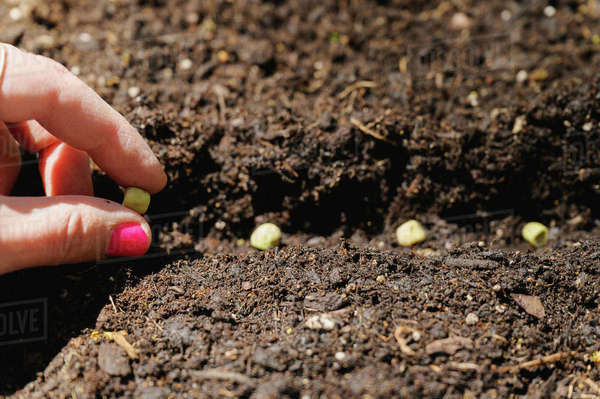 Woman planting bean seeds - Royalty-free Stock Photo | Dissolve