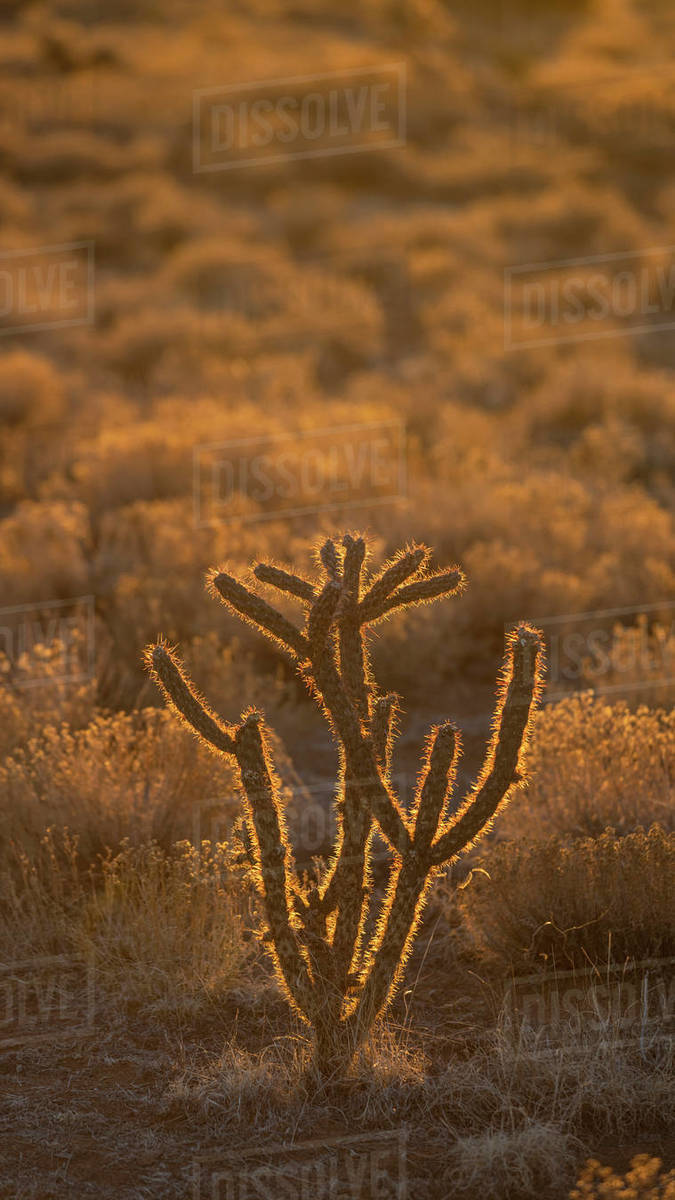 Usa, New Mexico, Santa Fe, El Dorado, Cholla Cactus in backlit in ...