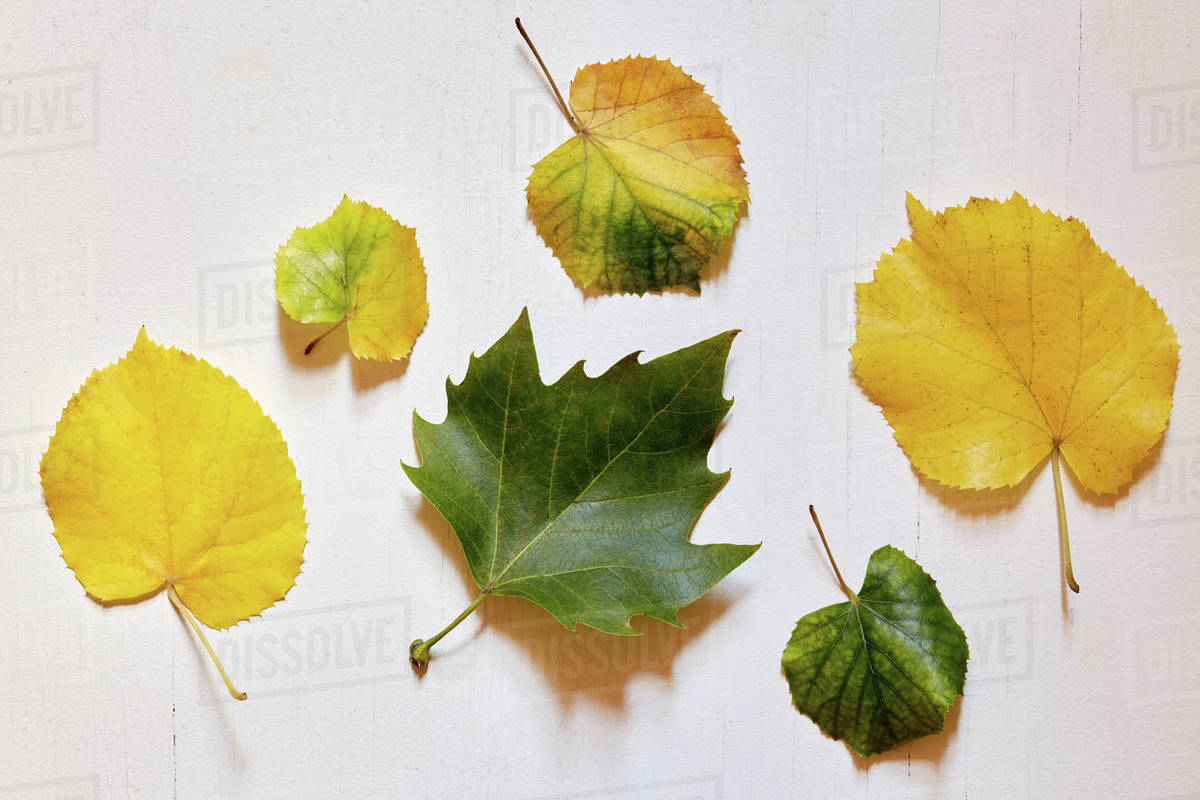 Studio shot of assorted leaves - Royalty-free Stock Photo | Dissolve