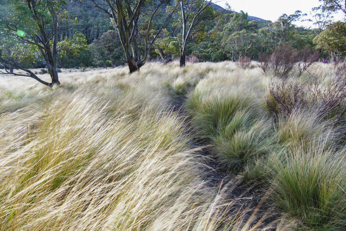 Australia, NSW, Kosciuszko National Park, Path through tall grass ...