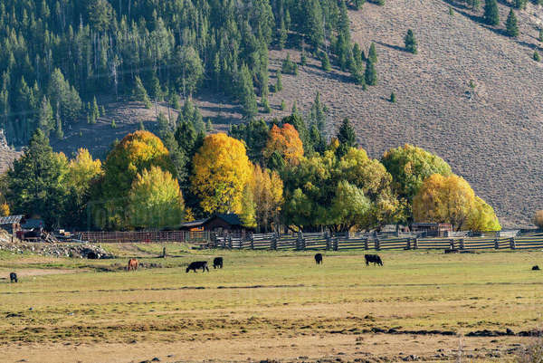 USA, Idaho, Stanley, Ranch surrounded by trees in autumn near Sun ...