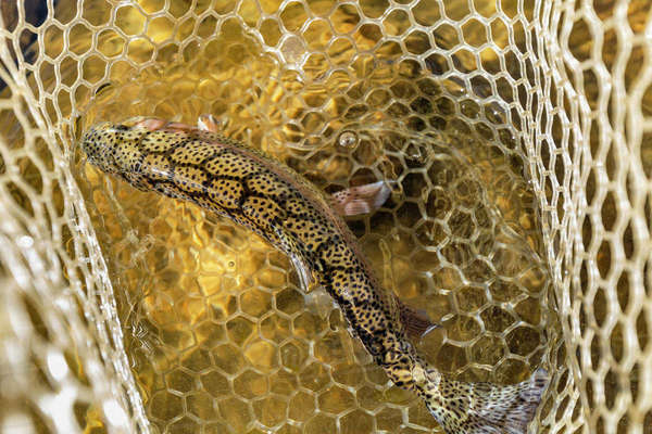 Rainbow trout in fishing net - Royalty-free Stock Photo | Dissolve