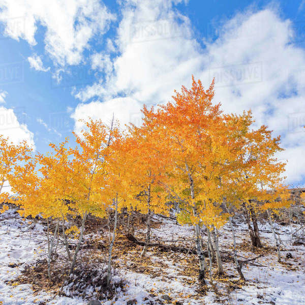 USA, Idaho, Ketchum, Fall foliage near Sun Valley - Royalty-free Stock ...