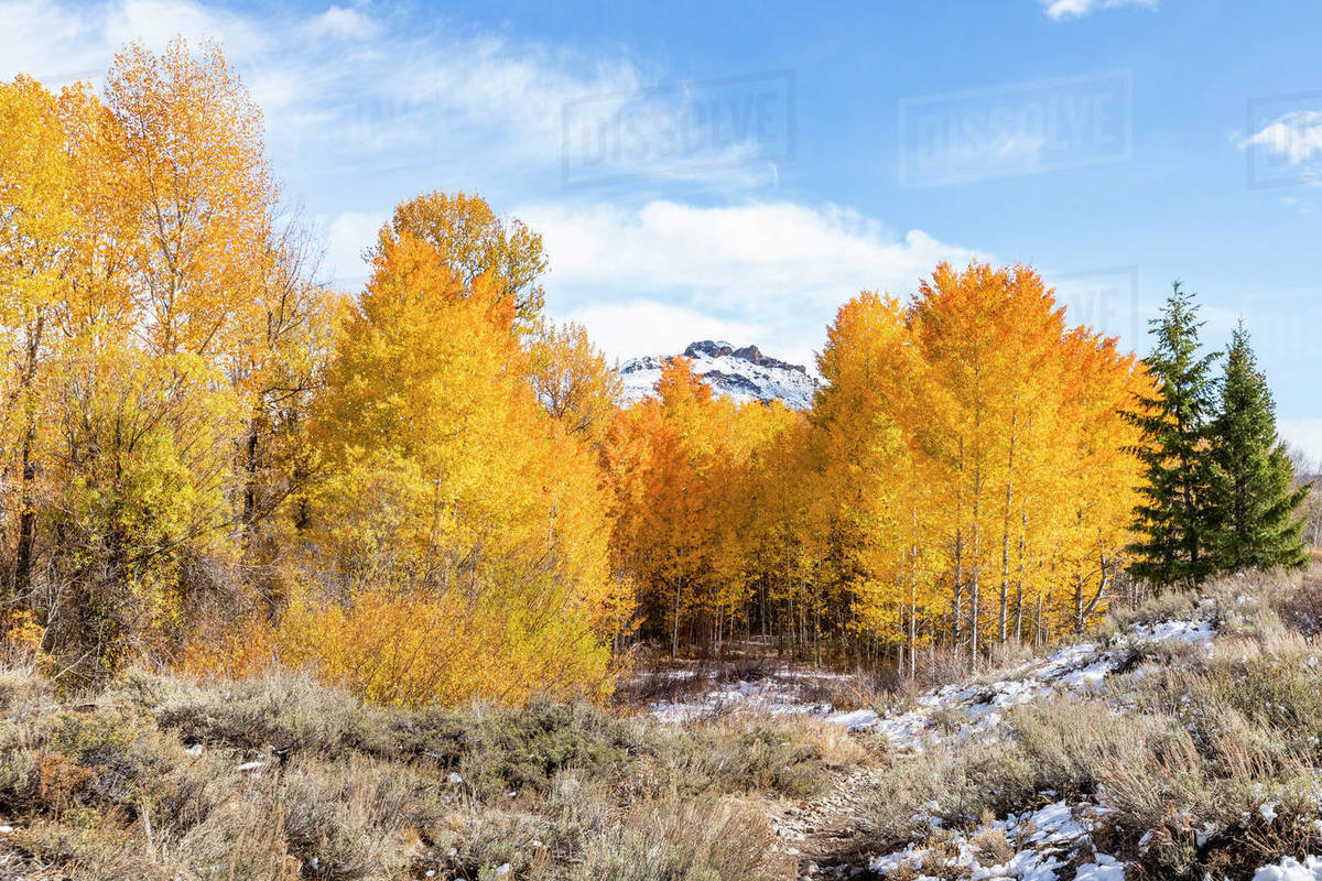USA, Idaho, Ketchum, Fall foliage near Sun Valley - Royalty-free Stock ...
