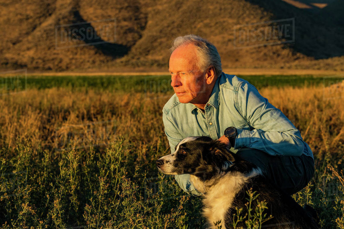 USA, Idaho, Bellevue, Senior man with border collie in field at sunset ...