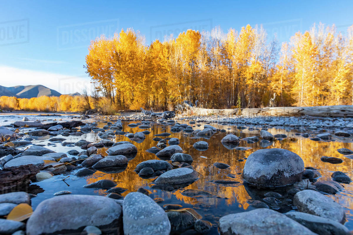 USA, Idaho, Bellevue, Wet rocks in Big Wood River and yellow trees in ...