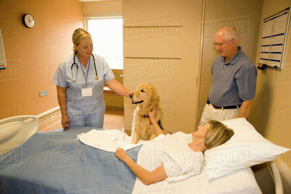 Dog assisted therapy for patient in hospital - Royalty-free Stock Photo ...