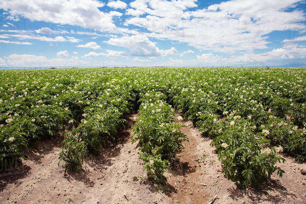 Field of potatoes - Royalty-free Stock Photo | Dissolve