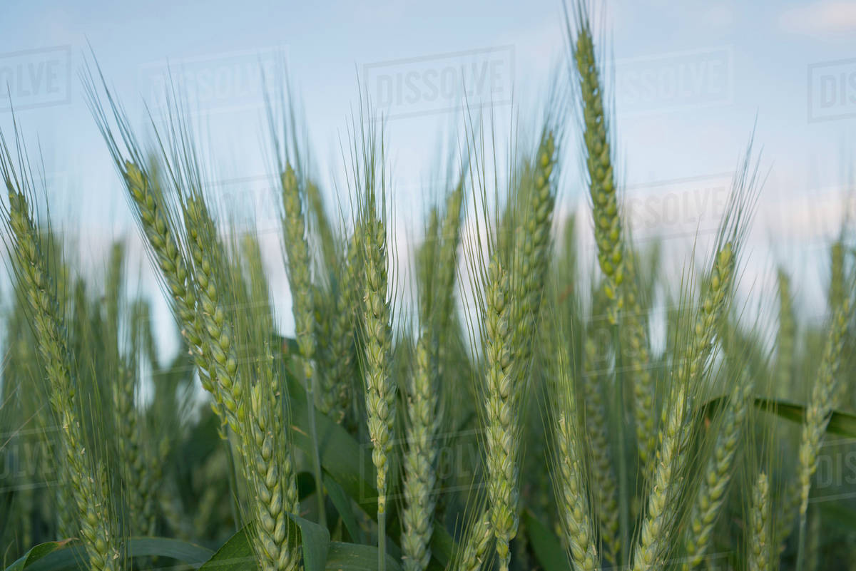Wheat in field - Stock Photo - Dissolve