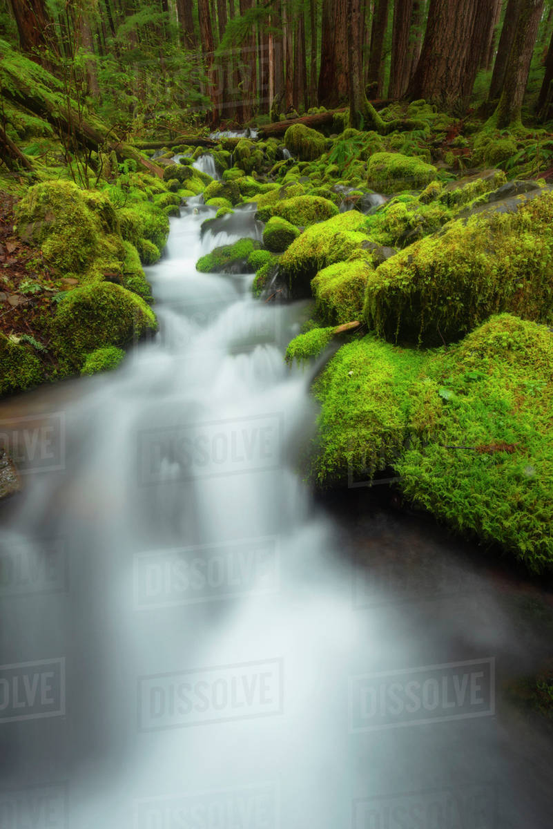 Stream in forest - Stock Photo - Dissolve