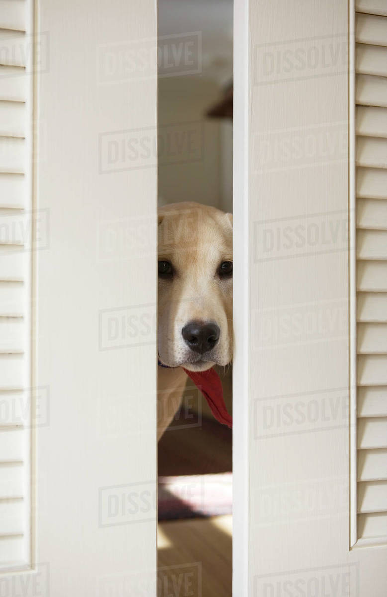 Labrador retriever puppy peeking through doors - Stock Photo - Dissolve