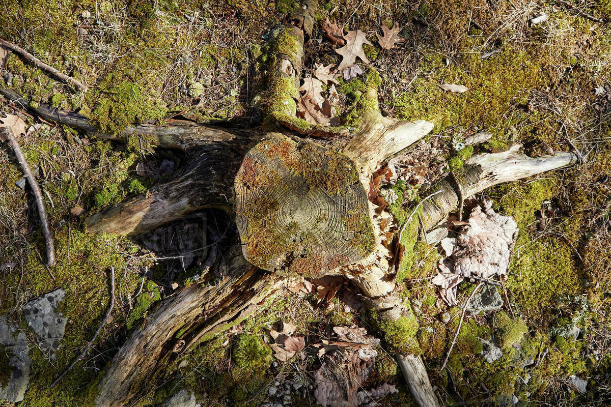 Overhead view of moss covered tree stump - Stock Photo - Dissolve