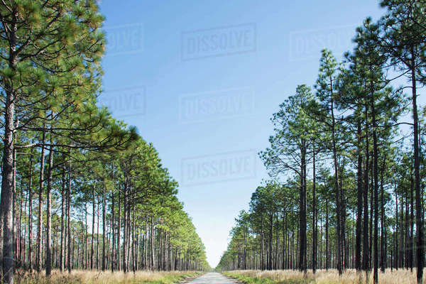 USA, North Carolina, Hampstead, Fire road in forest of Longleaf Pine ...