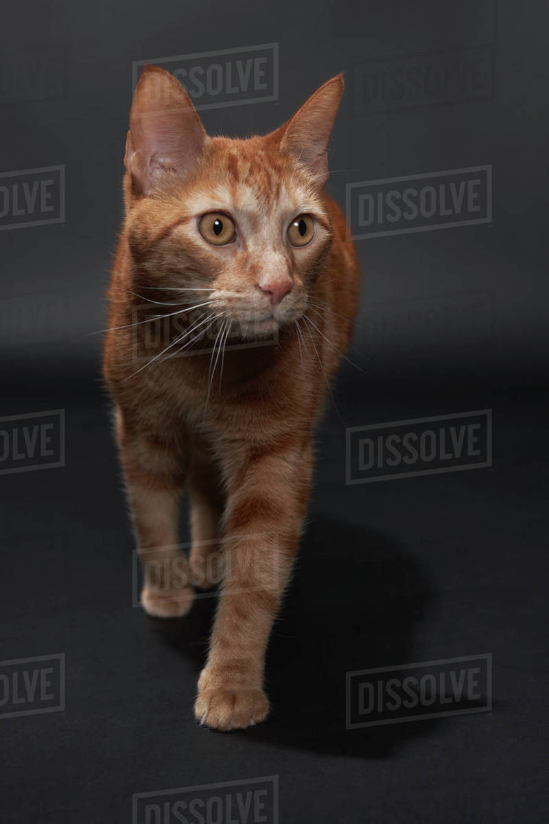 Studio portrait of ginger cat - Royalty-free Stock Photo | Dissolve