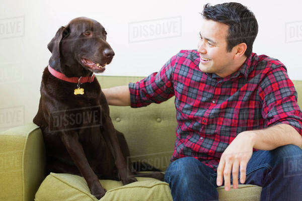 Man and Chocolate Labrador sitting on sofa - Stock Photo - Dissolve