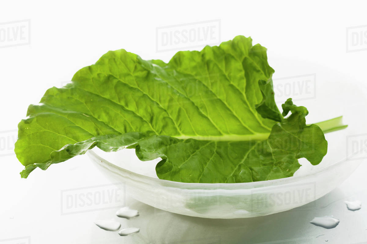 Studio shot of lettuce leaf - Royalty-free Stock Photo | Dissolve