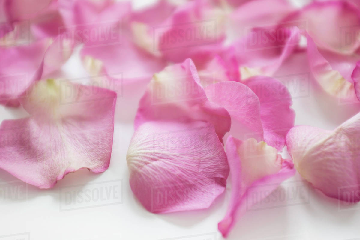 Rose petals in studio - Royalty-free Stock Photo | Dissolve