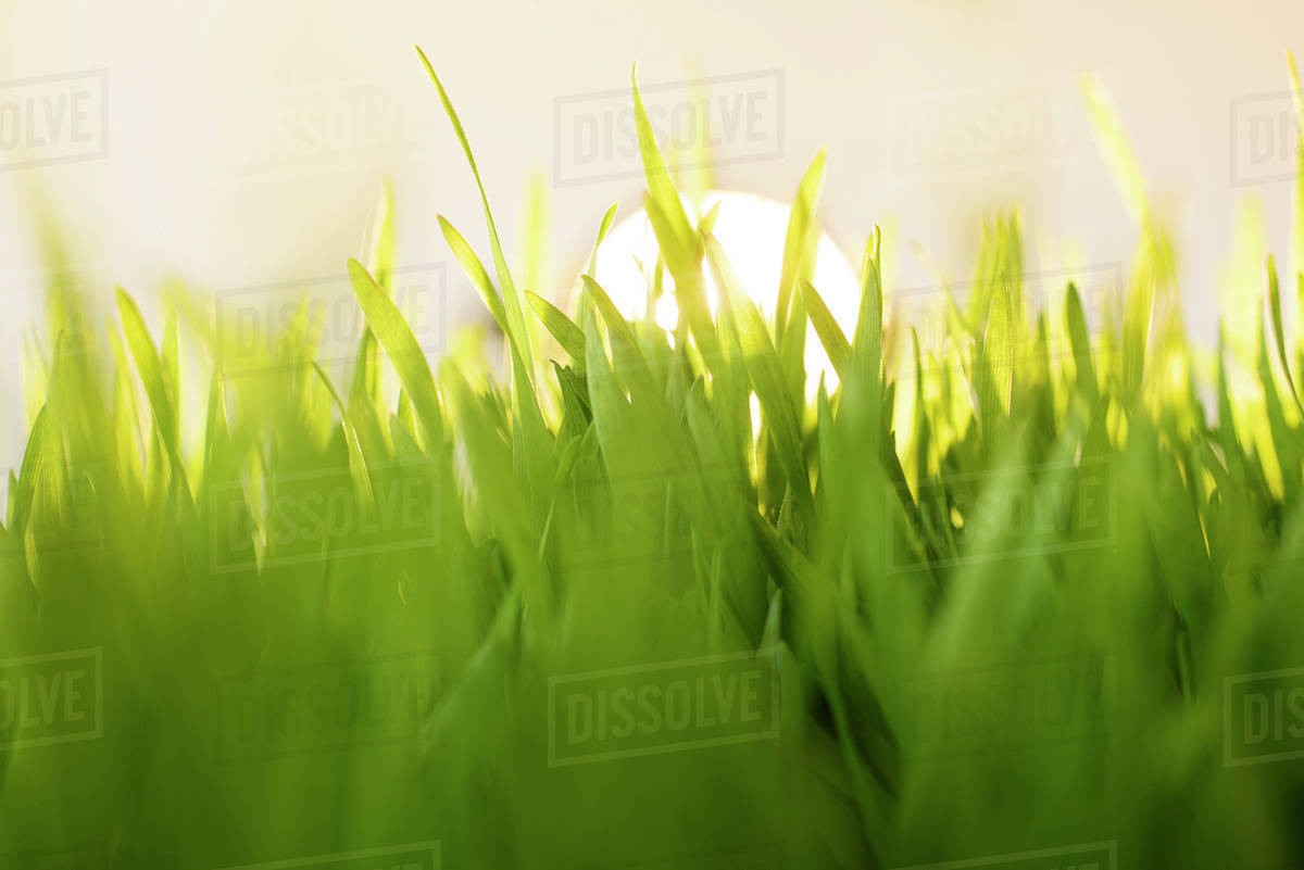 Grass at sunrise - Royalty-free Stock Photo | Dissolve