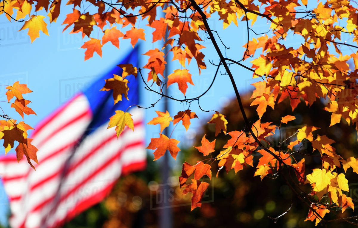 Autumn leaves with American Flag in background - Stock Photo - Dissolve
