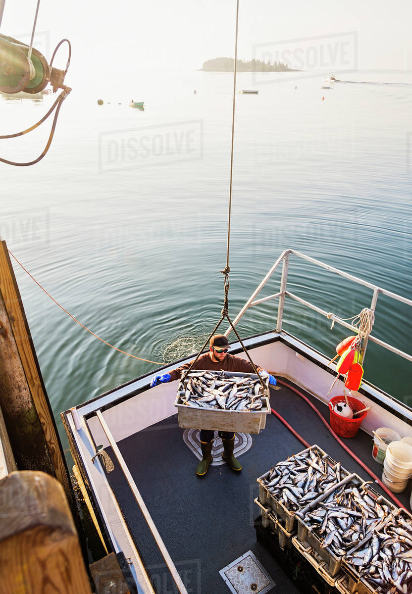 Man loading fish on boat - Stock Photo - Dissolve
