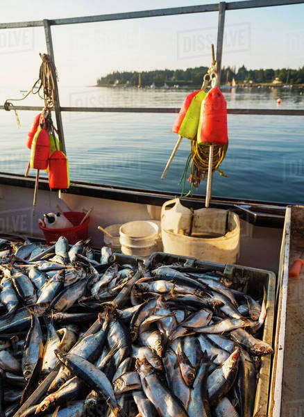 Fresh fish in crates - Royalty-free Stock Photo | Dissolve