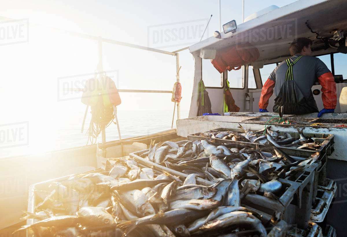 Crates of fish on boat with fisherman standing in background - Stock ...