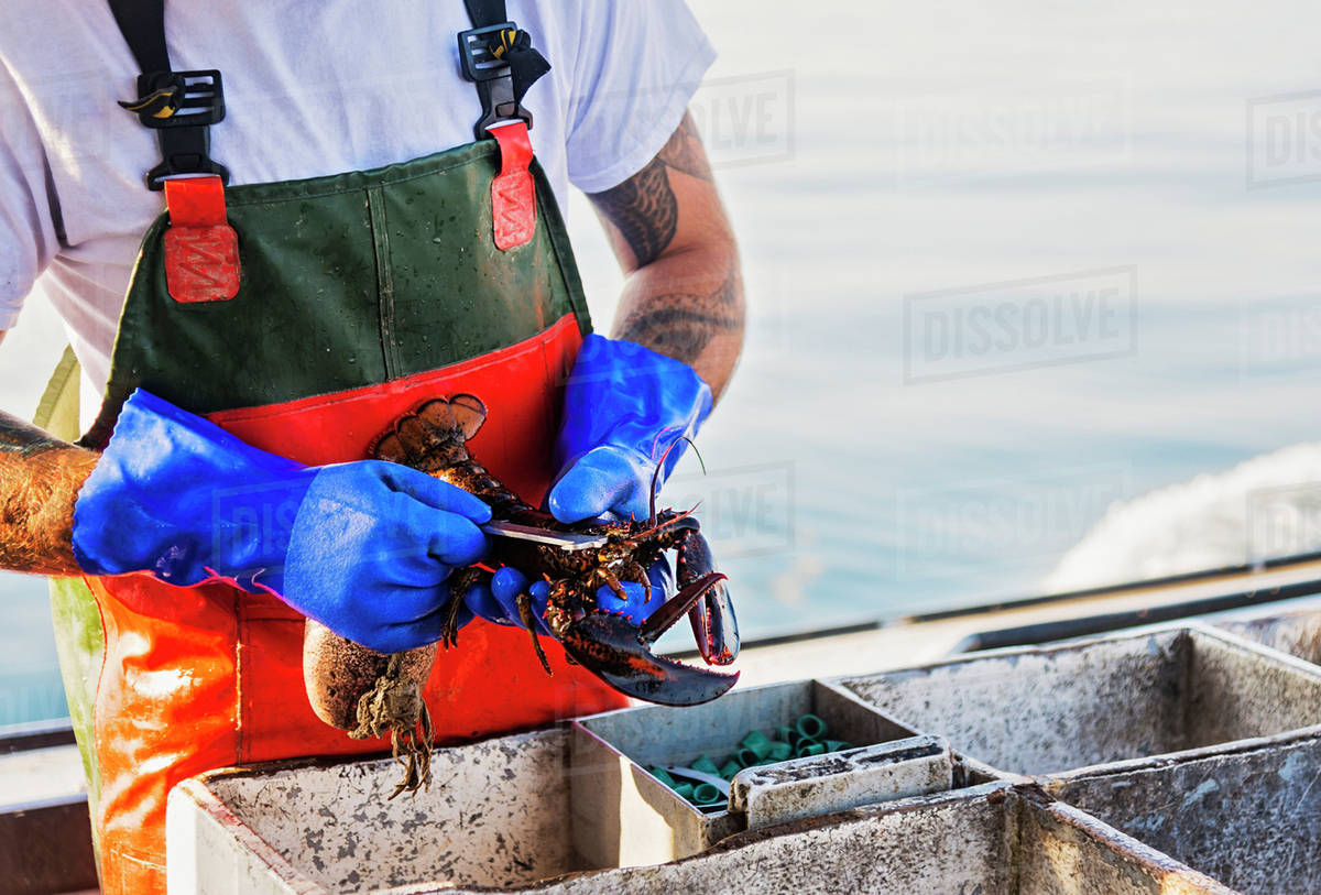 Fisherman measuring lobster - Royalty-free Stock Photo | Dissolve