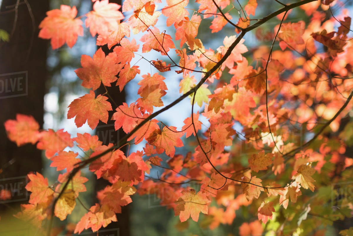 Orange colored leaves of tree - Royalty-free Stock Photo | Dissolve