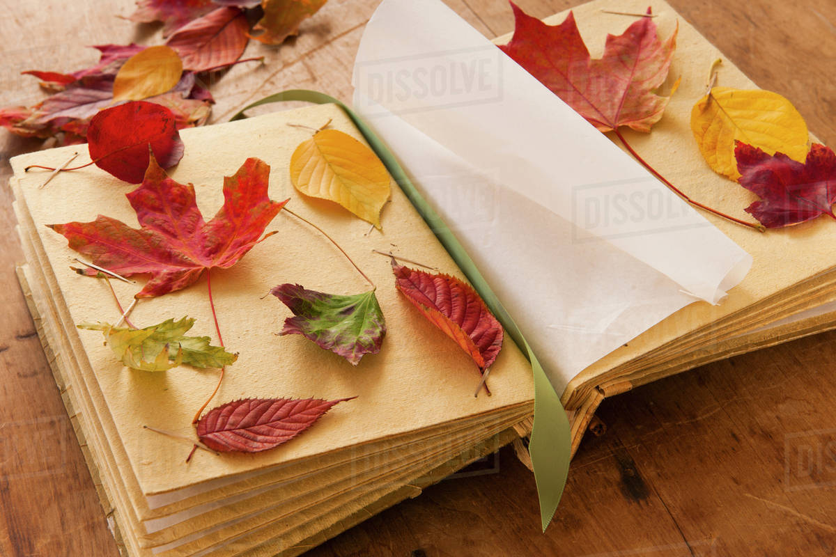 Autumn leaves on book, studio shot - Royalty-free Stock Photo | Dissolve