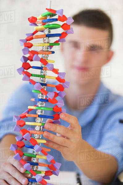 Teenage student (16-17) learning genetics - Stock Photo - Dissolve