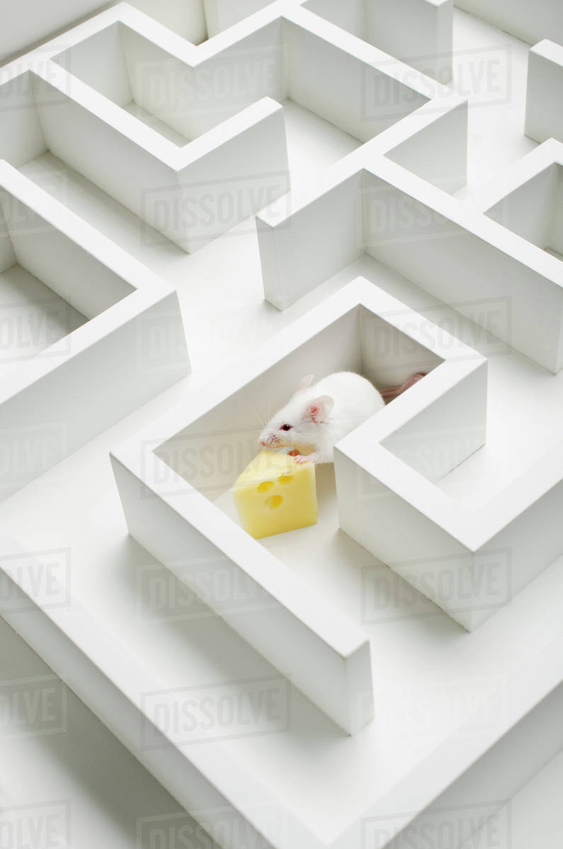 White mouse into labyrinth, studio shot - Royalty-free Stock Photo ...