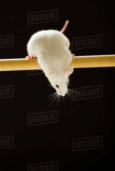 White mouse looking down, studio shot - Stock Photo - Dissolve