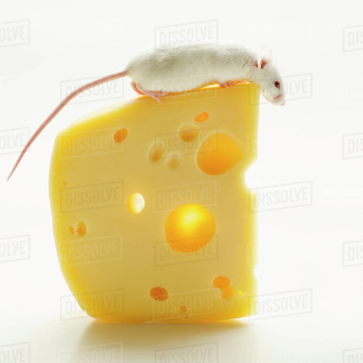 White mouse with cheese, studio shot - Stock Photo - Dissolve