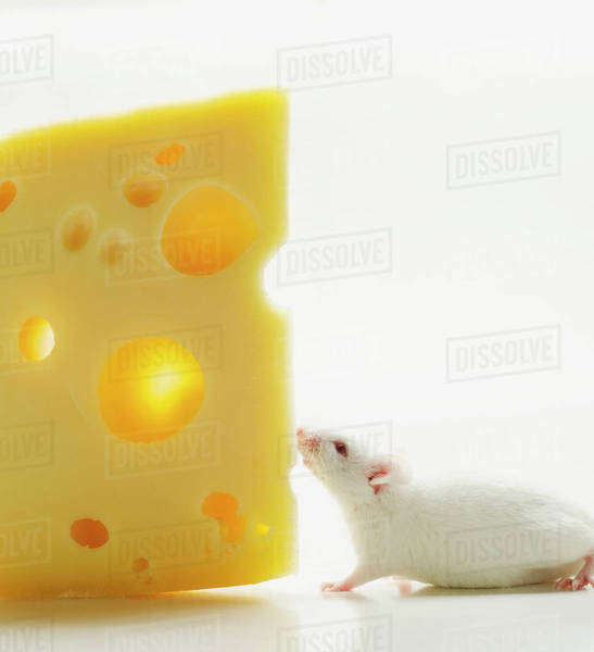 White mouse with cheese, studio shot - Royalty-free Stock Photo | Dissolve
