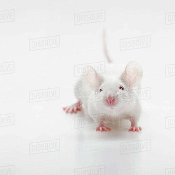 White mouse on white background, studio shot - Stock Photo - Dissolve