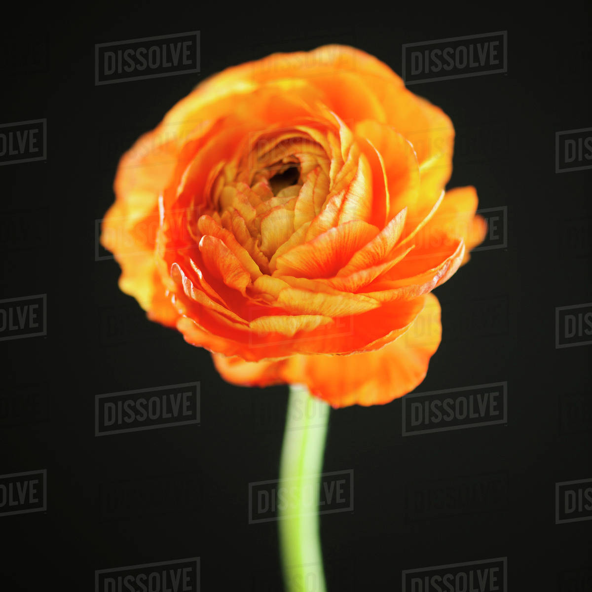 Studio shot of orange Ranunculus - Royalty-free Stock Photo | Dissolve