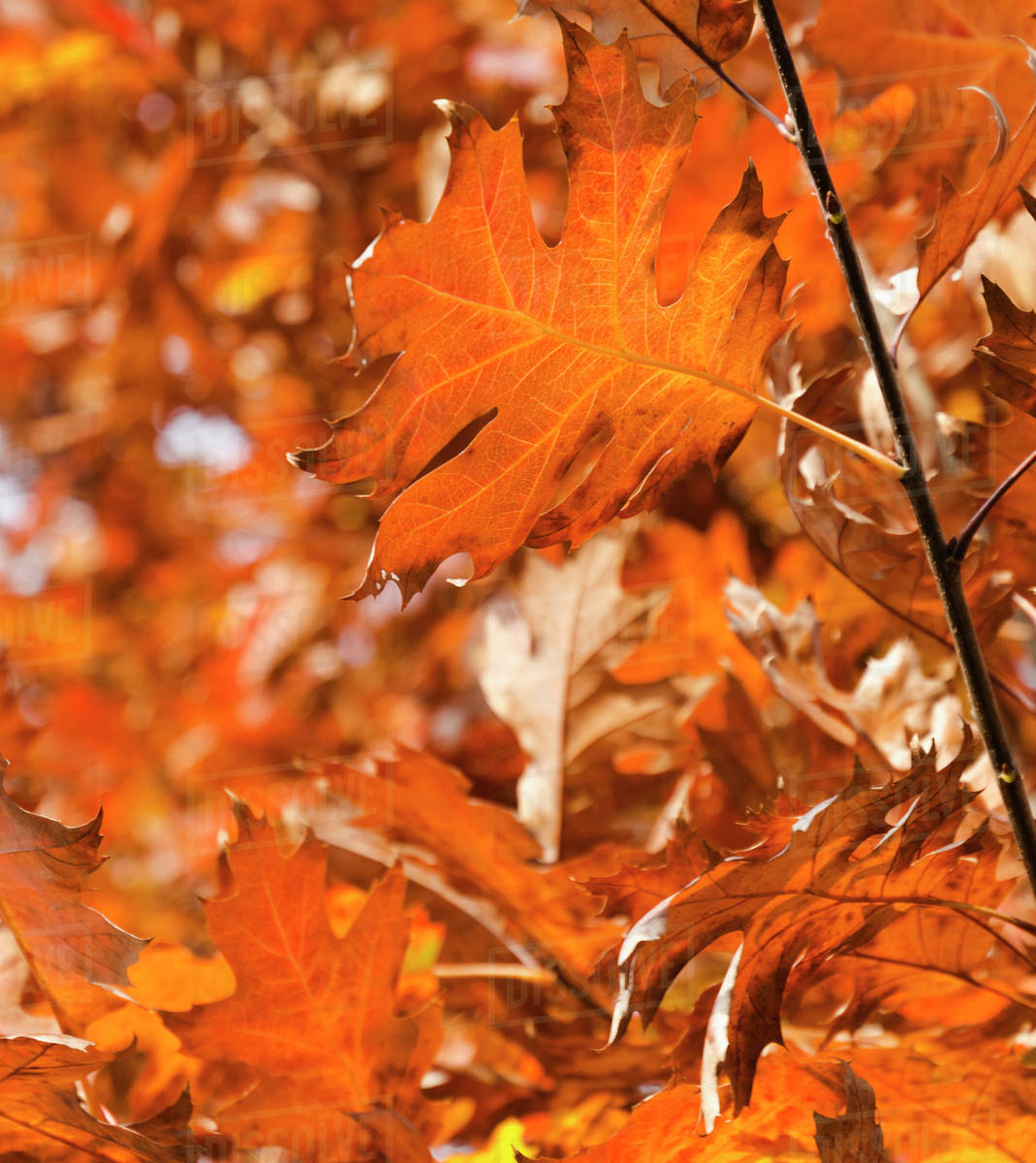 Close-up of orange leaves on tree - Stock Photo - Dissolve