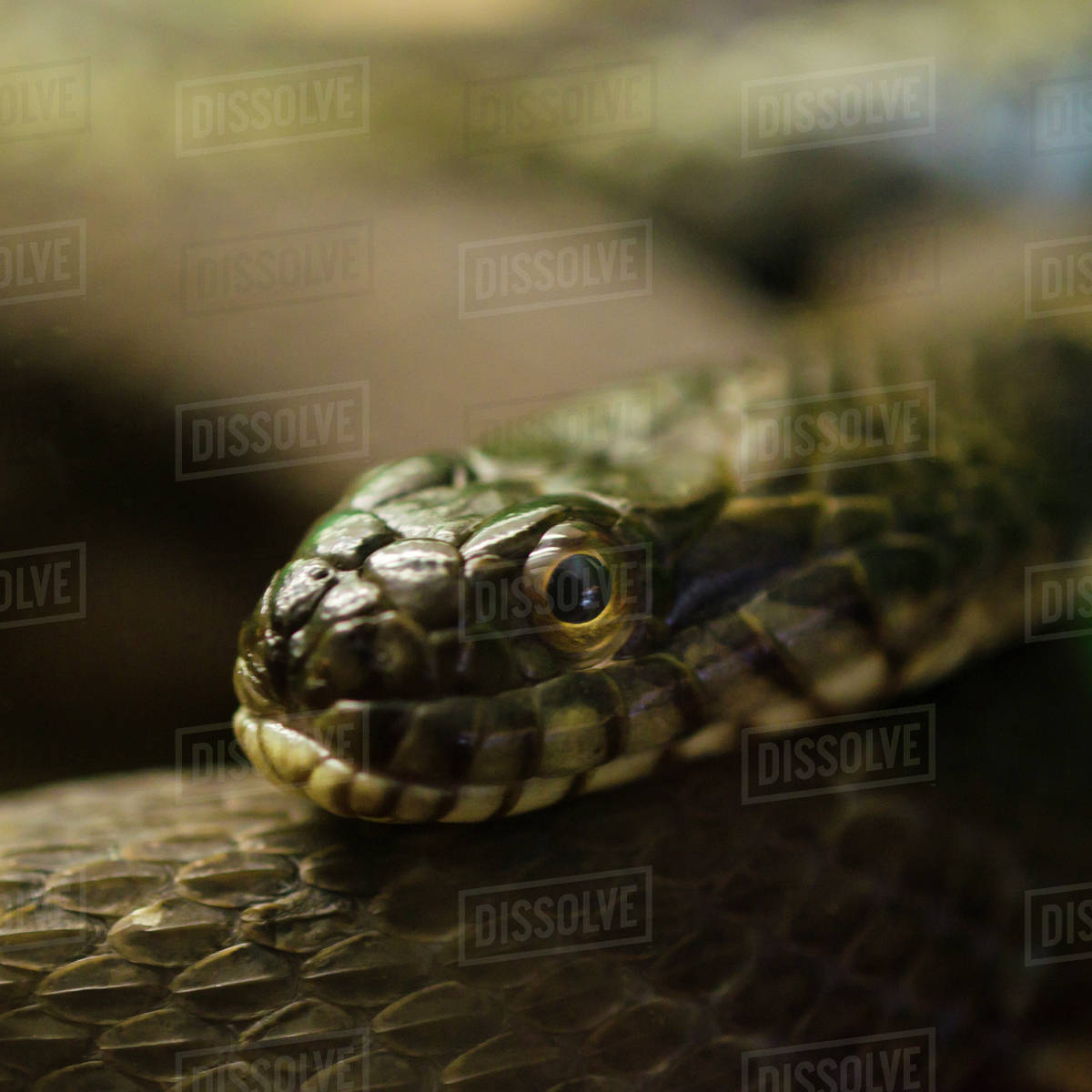 Close-up of snake - Royalty-free Stock Photo | Dissolve