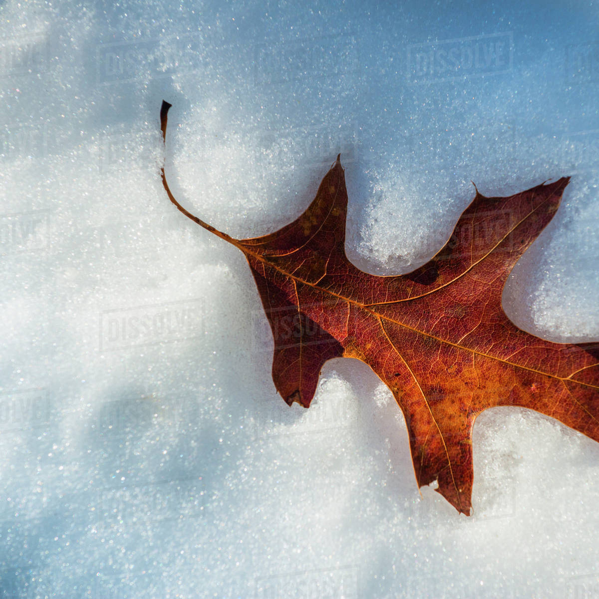 Leaf on snow - Royalty-free Stock Photo | Dissolve