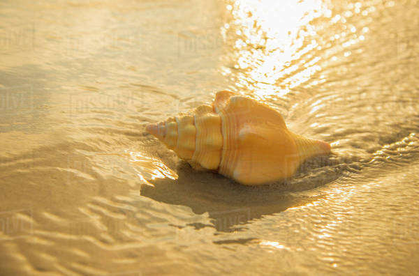 Conch shell on beach - Royalty-free Stock Photo | Dissolve