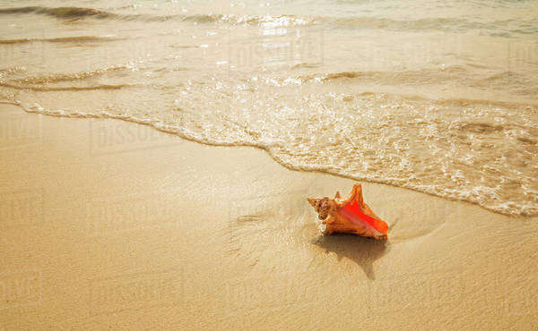 Conch shell on beach - Royalty-free Stock Photo | Dissolve