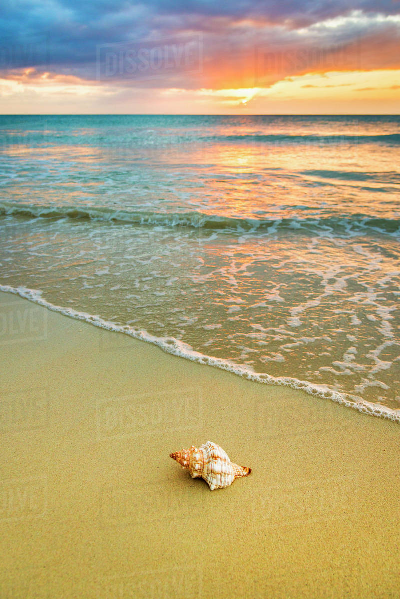 Shell on beach at sunset - Royalty-free Stock Photo | Dissolve