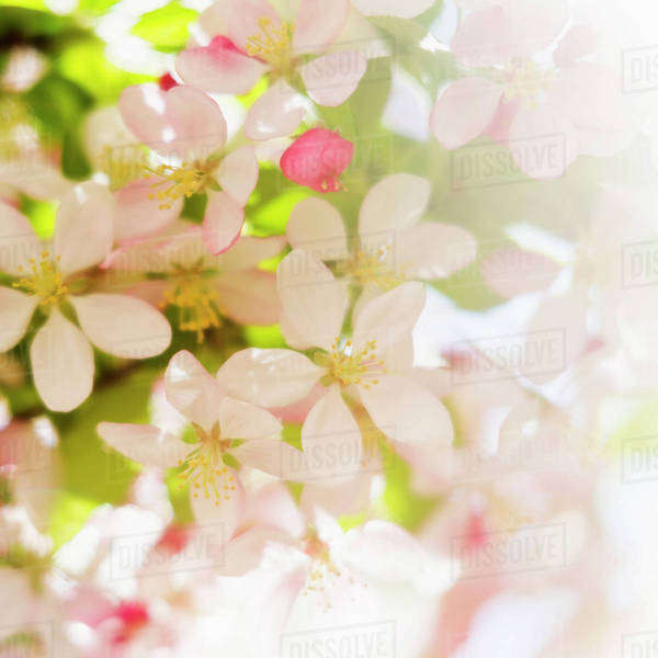 Flower blossoms - Royalty-free Stock Photo | Dissolve