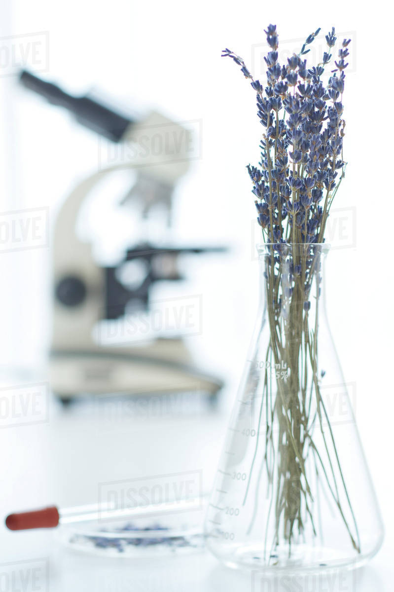 Lavender in beaker, microscope in background - Stock Photo - Dissolve
