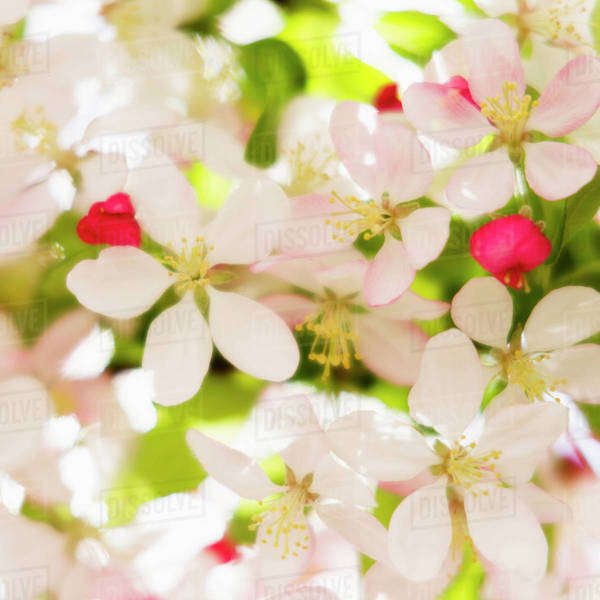 Flower blossoms - Royalty-free Stock Photo | Dissolve