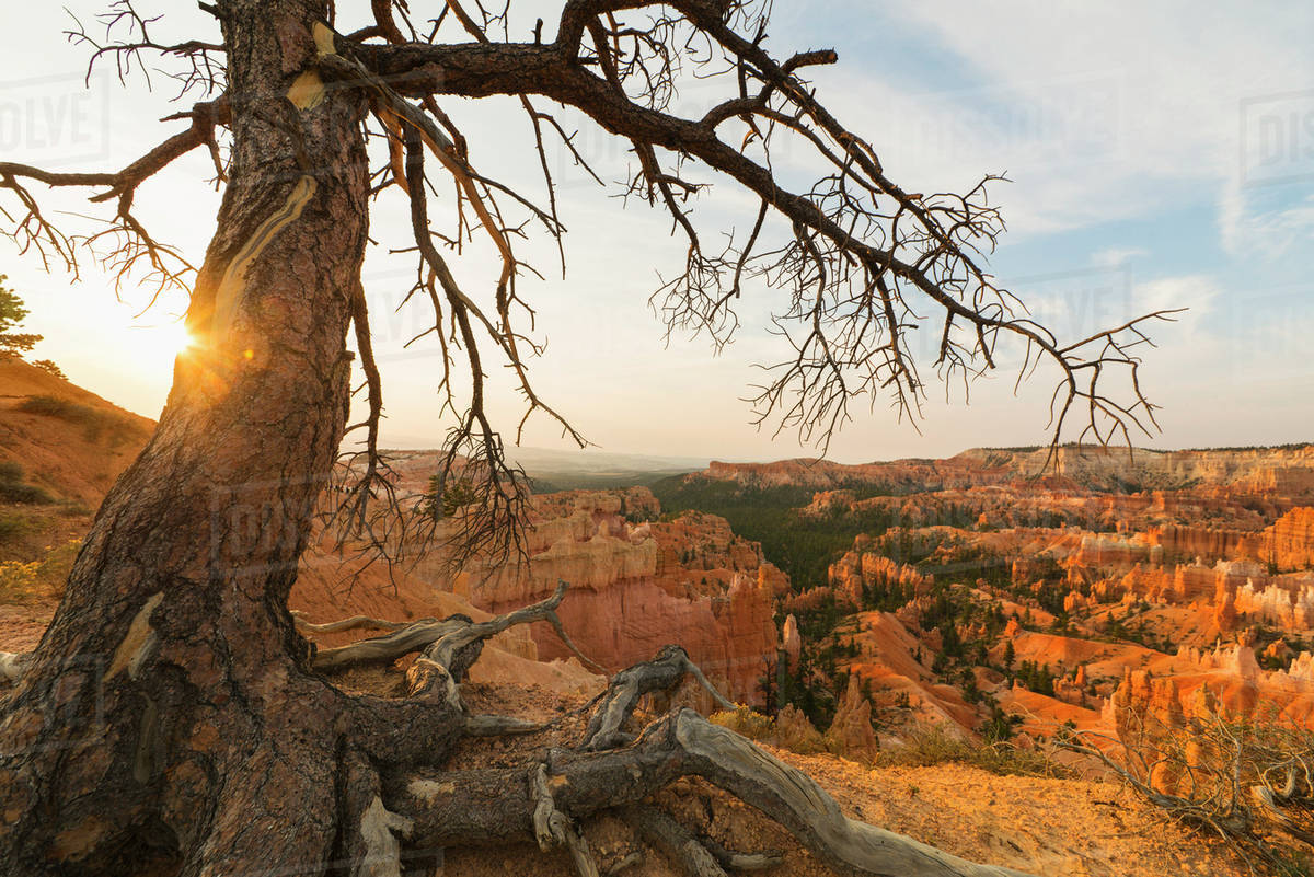 Bryce Amphitheater, Tree at the edge of canyon - Royalty-free Stock ...