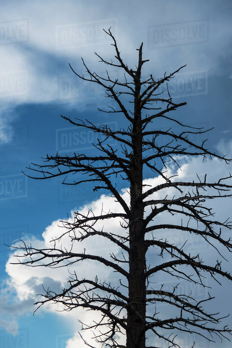 Dead tree against cloudy sky - Stock Photo - Dissolve