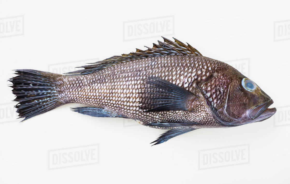 Bass fish, studio shot - Royalty-free Stock Photo | Dissolve