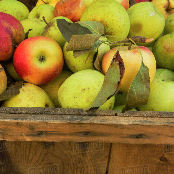 Heap of apples - Royalty-free Stock Photo | Dissolve